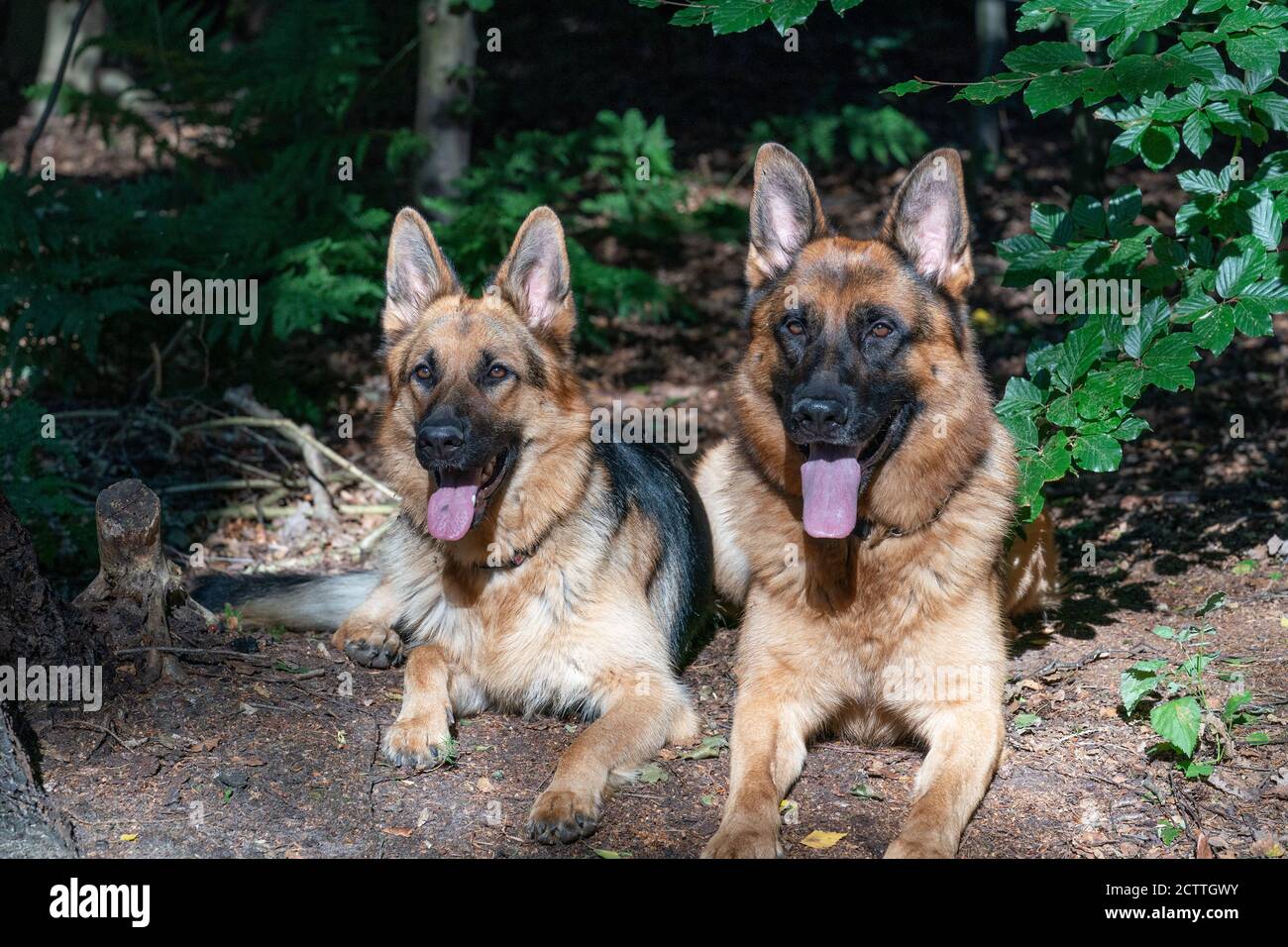 Two beautiful German Shepherd dogs lie together in the forest, sunlight ...