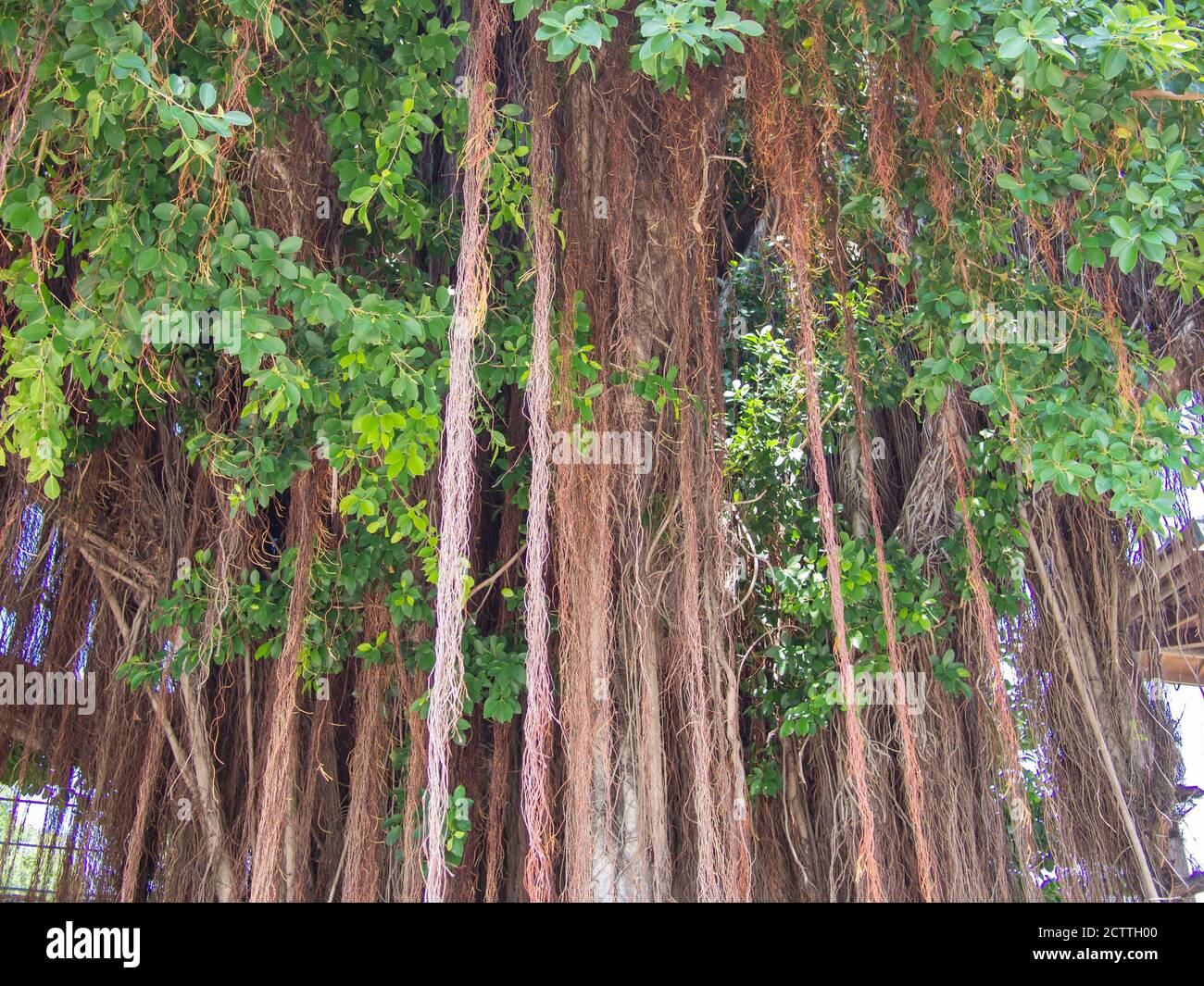 An old tree with a lot of aerial roots Stock Photo - Alamy