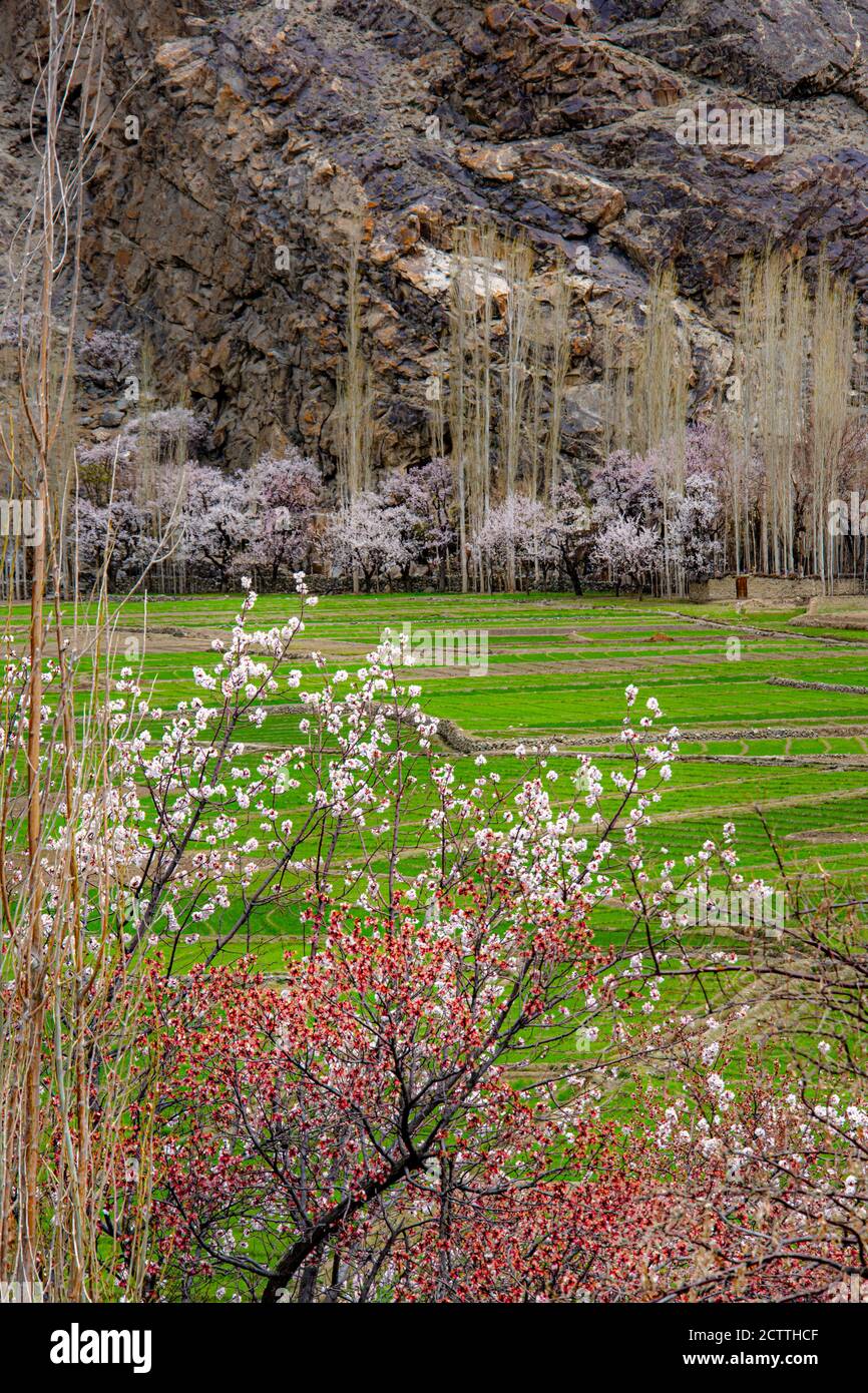 cherry blossom and apricot blossom, spring landscapes of northern areas ...