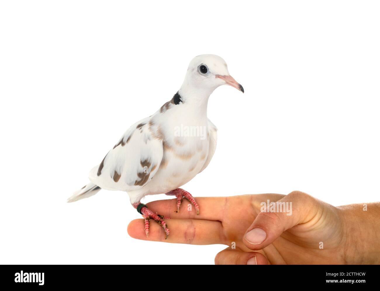 African collared dove in front of white background Stock Photo - Alamy