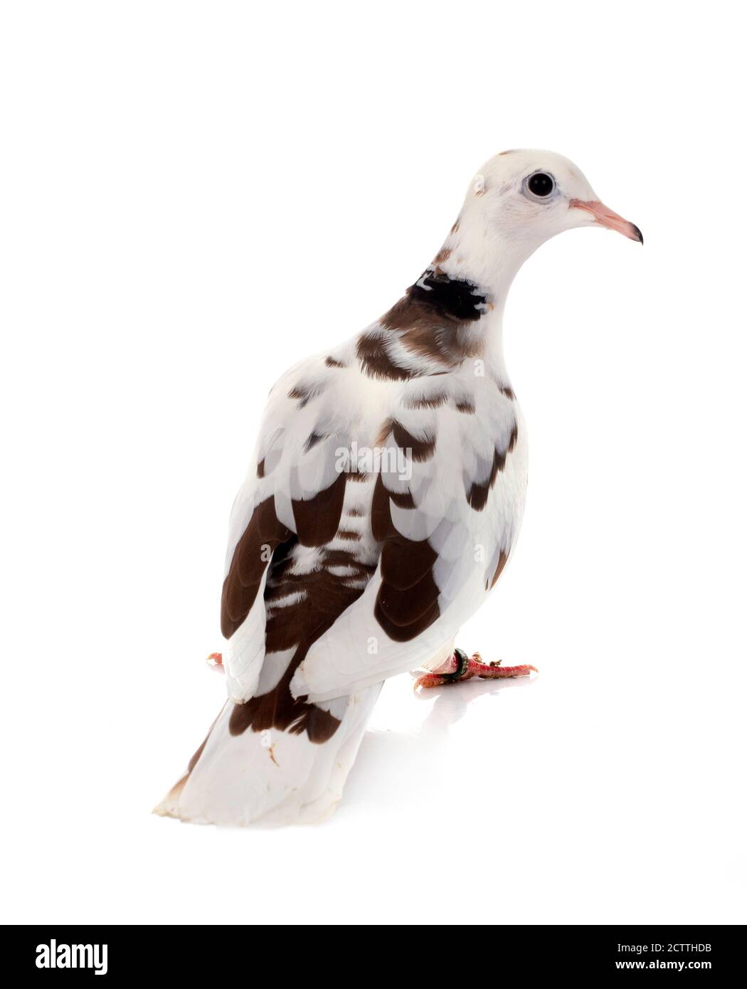 African collared dove in front of white background Stock Photo - Alamy