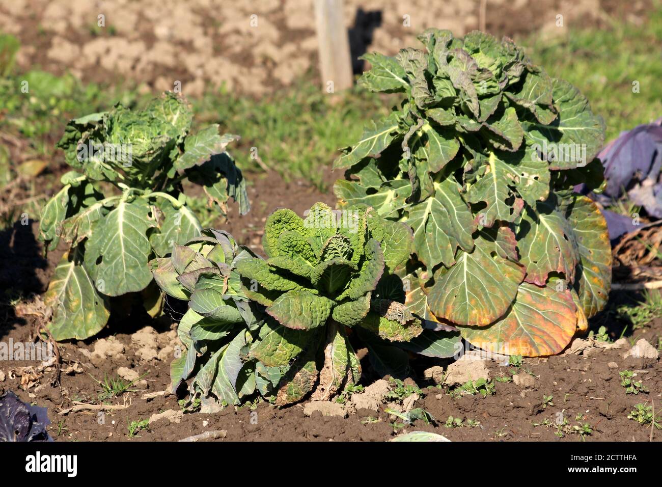 Bunch of old Kale or Leaf cabbage hardy cool season annual green ...