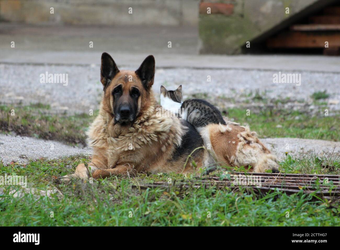 German Shepherd Sad Face