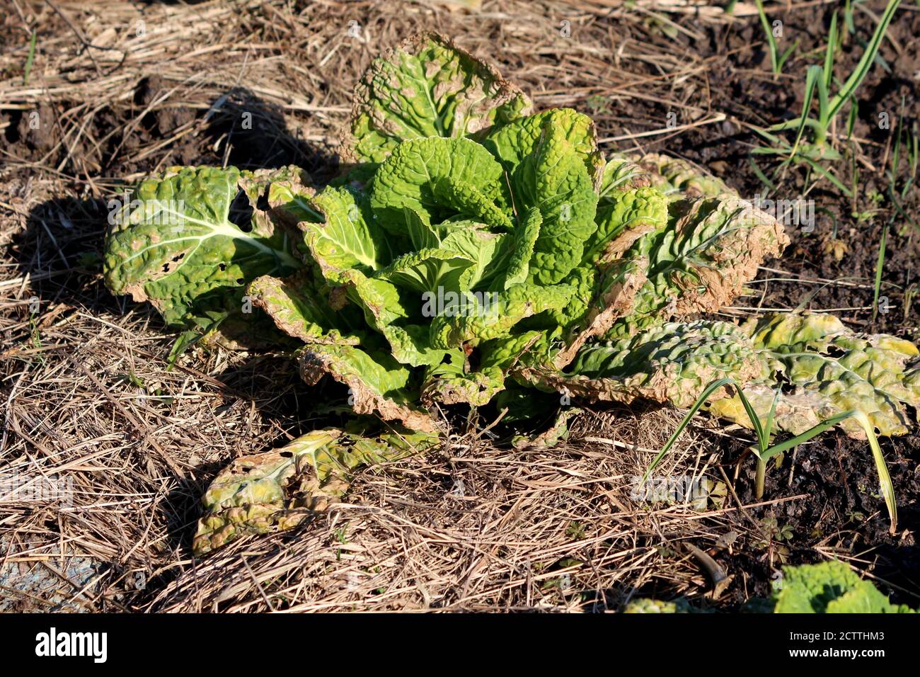 Large old Kale or Leaf cabbage hardy cool season annual green vegetable ...
