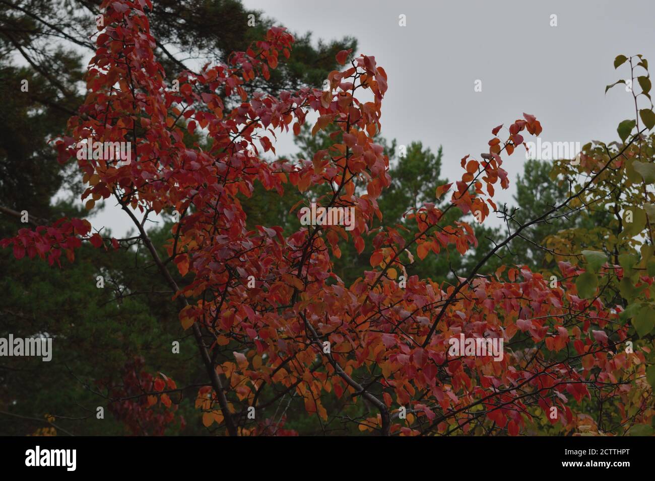 Autumn Foliage in Angarsk, Russia Stock Photo - Alamy