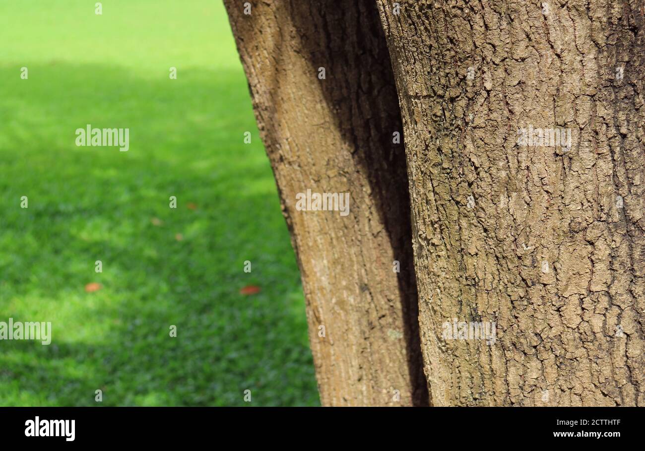 Rough grass, tree hi-res stock photography and images - Alamy