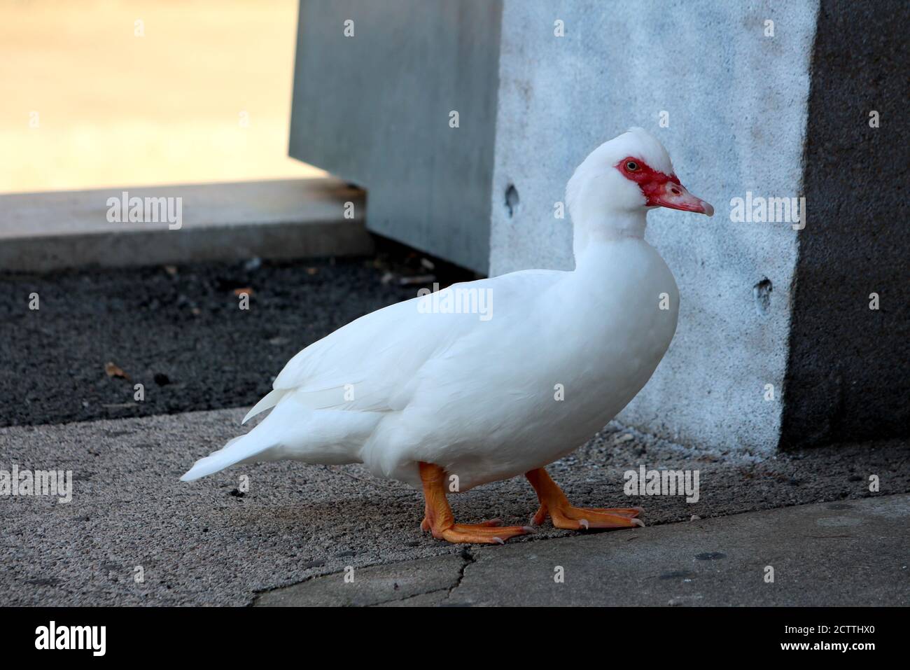 Pure white small duck with red spot around eyes and red beak walking ...