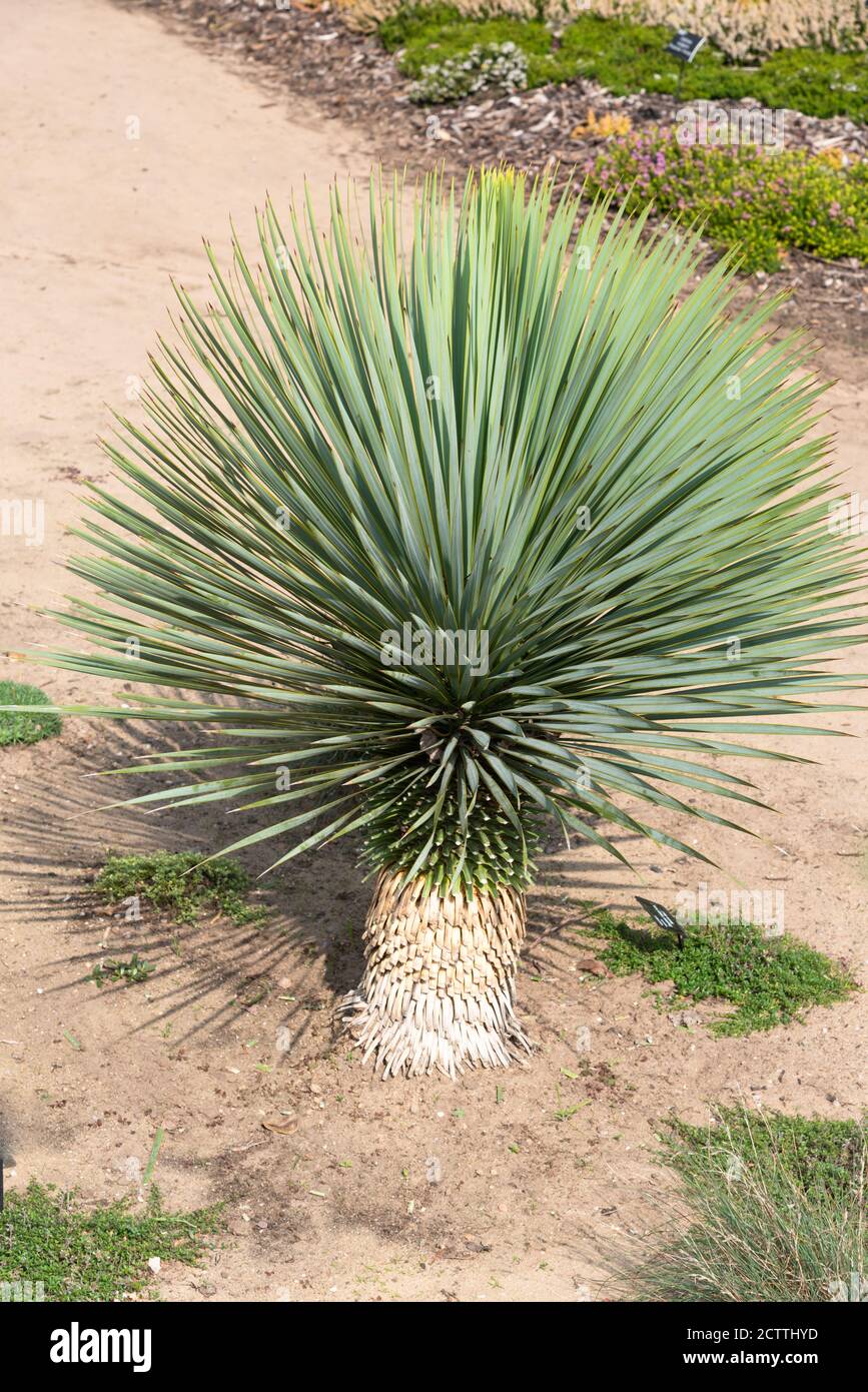 Yucca rostrata, beaked yucca Stock Photo - Alamy