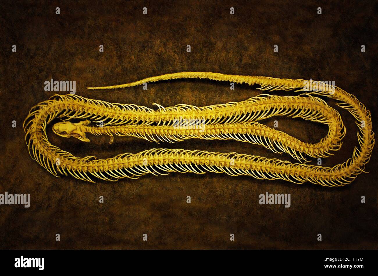 Snake skeleton bone hi-res stock photography and images - Alamy