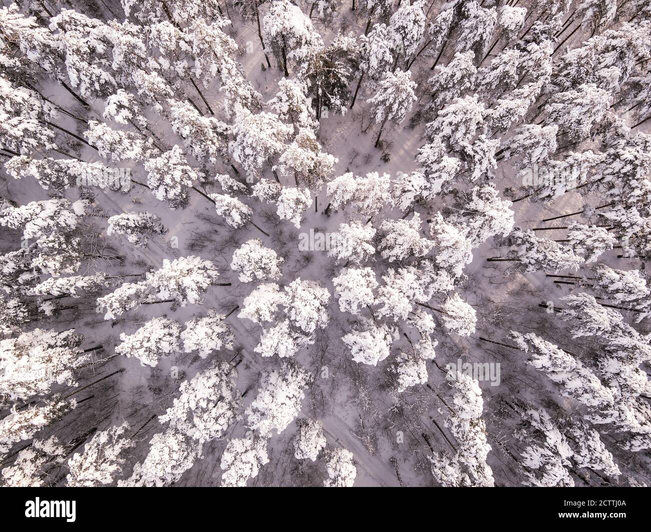 Aerial top view of winter trees in snow after heavy snowfall. Birds eye ...