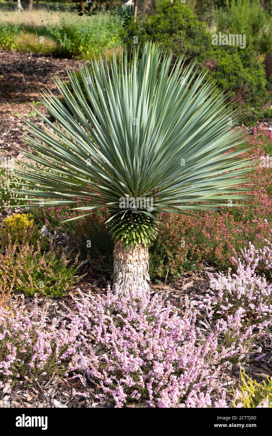 Yucca rostrata, beaked yucca Stock Photo - Alamy