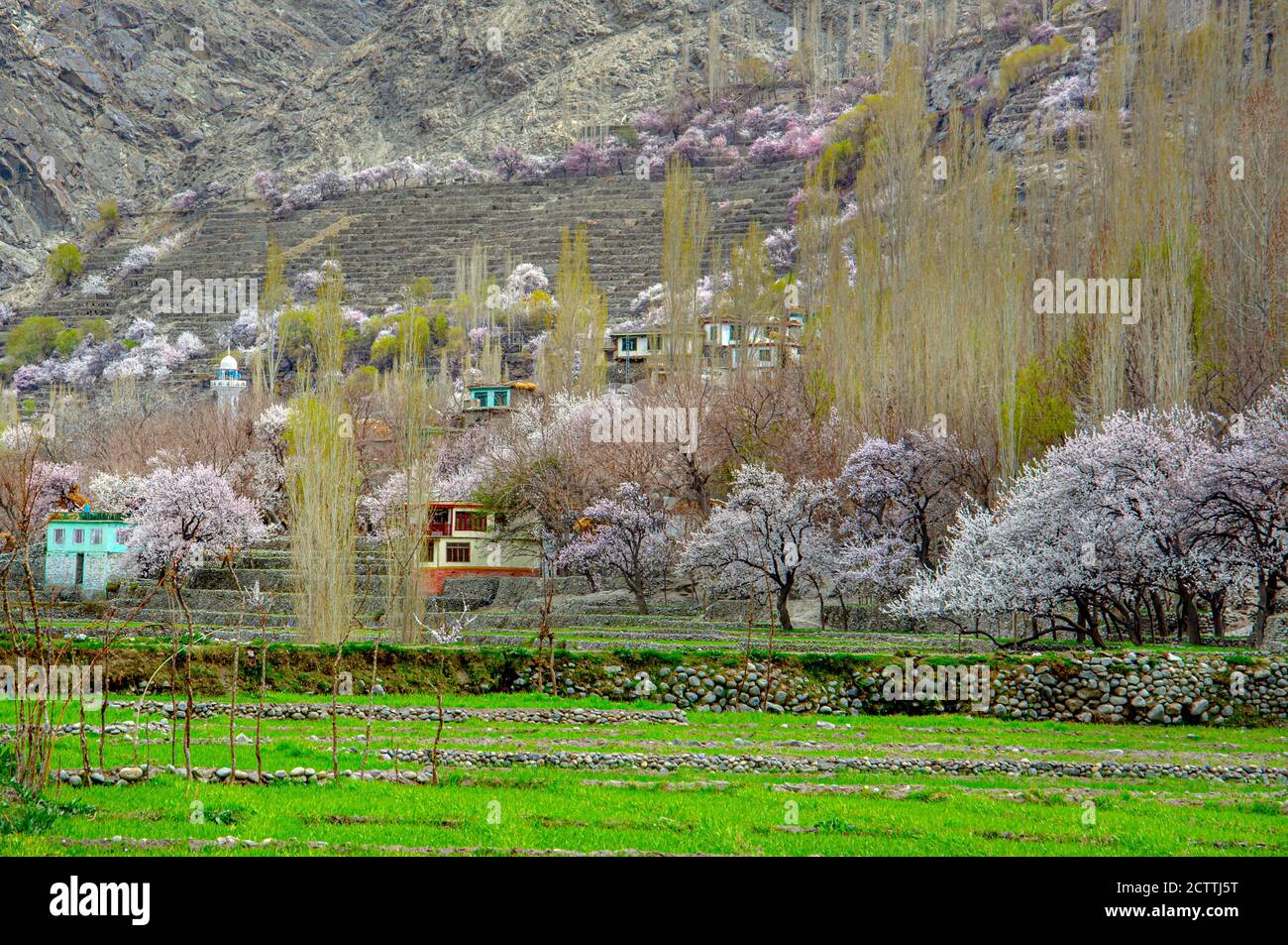 cherry blossom and apricot blossom, spring landscapes of northern areas ...