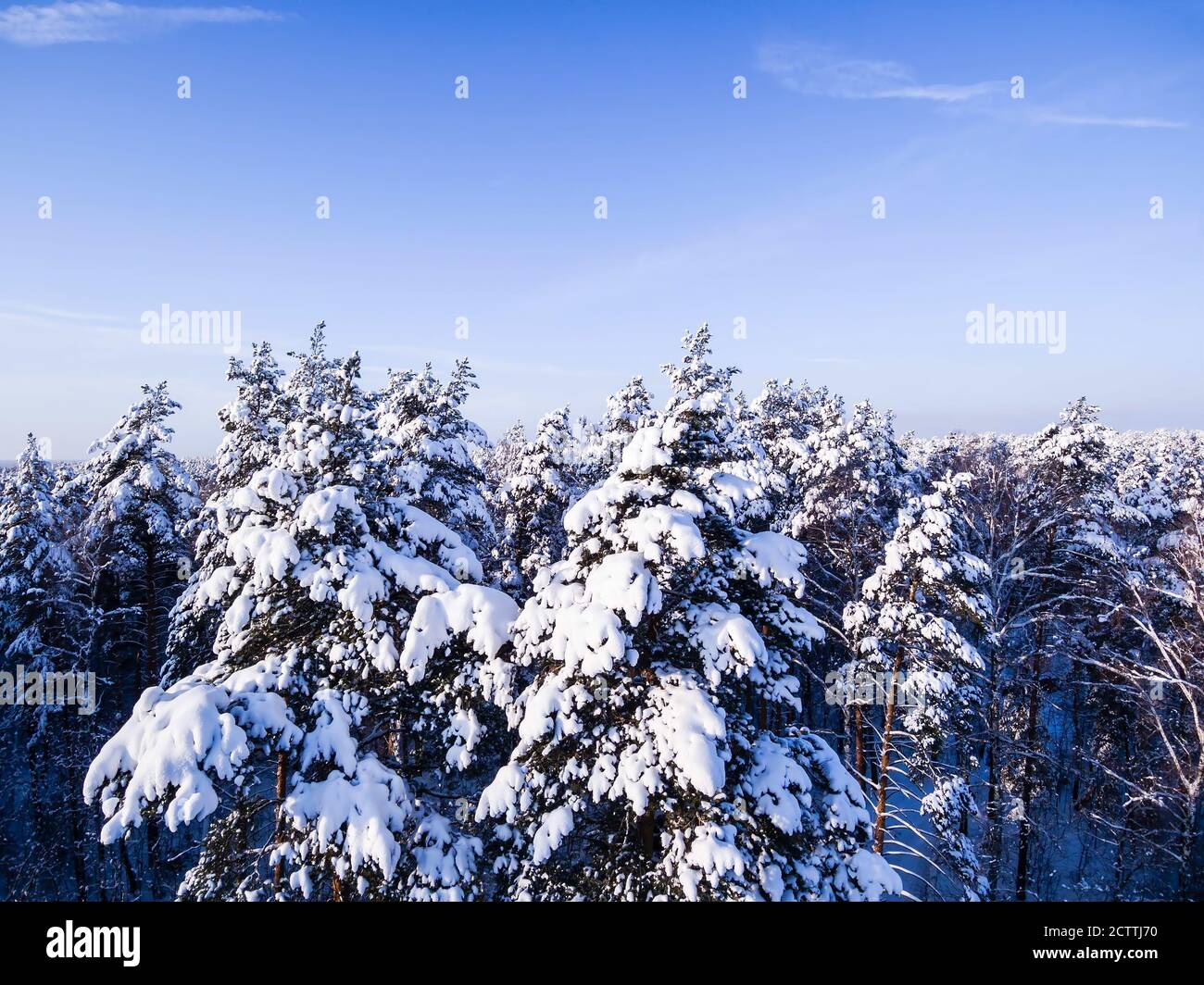 Aerial view winter forest. Tops of snowy tree branch and blue sky ...