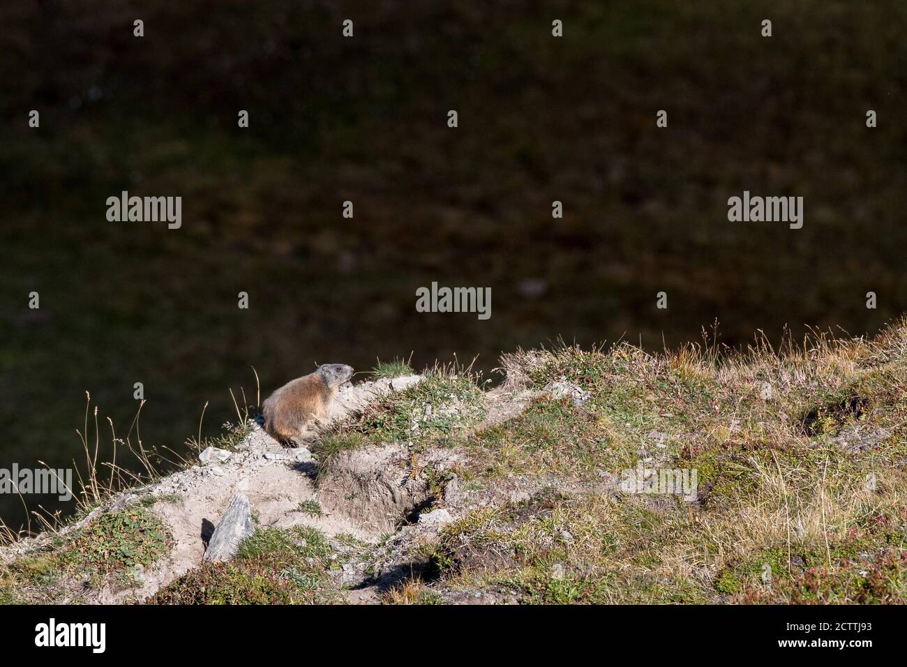 wild marmot in Engadine, Swiss Alps Stock Photo - Alamy