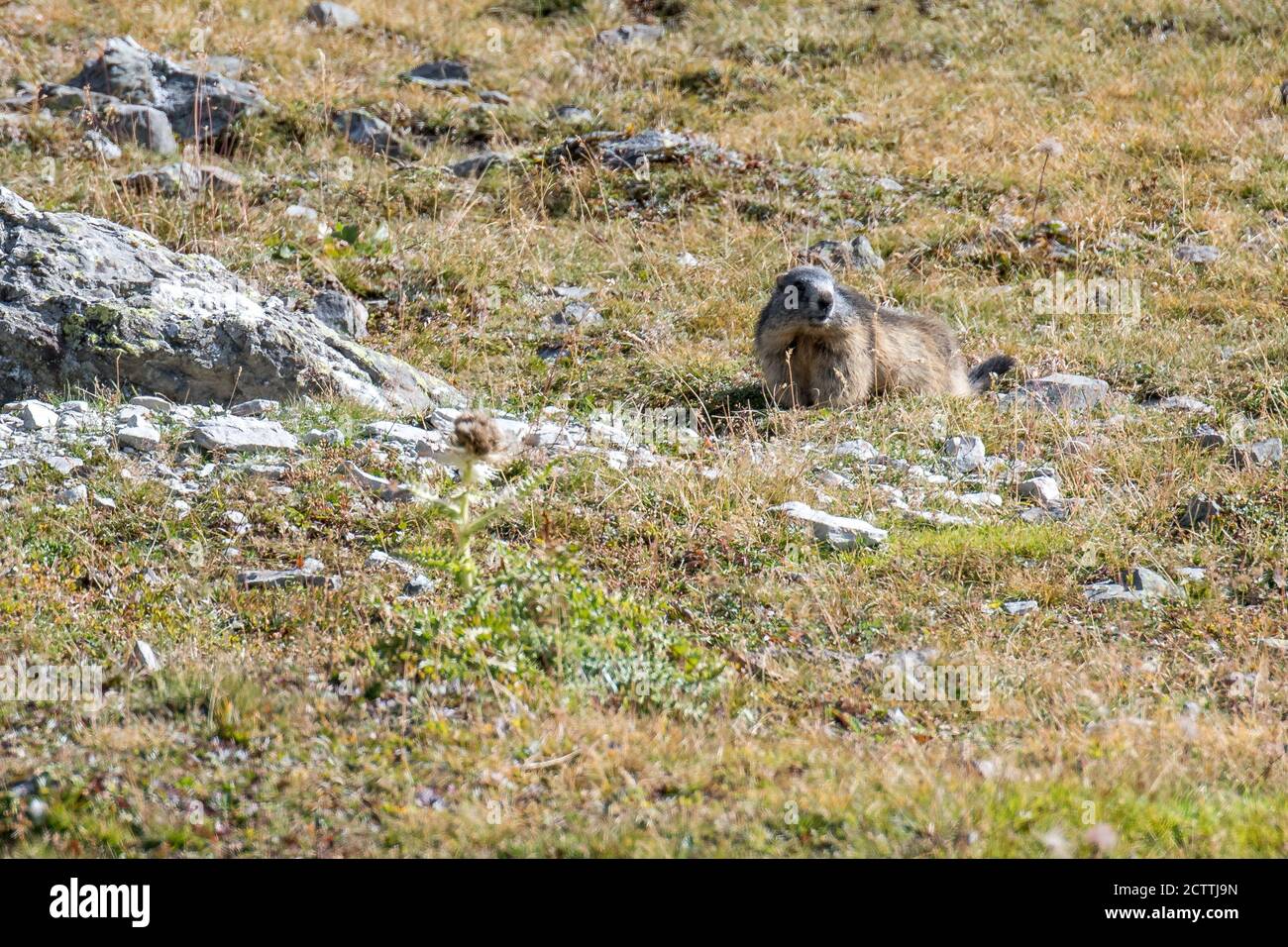 wild marmot in Engadine, Swiss Alps Stock Photo - Alamy
