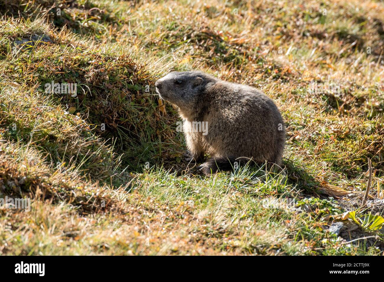 wild marmot in Engadine, Swiss Alps Stock Photo - Alamy