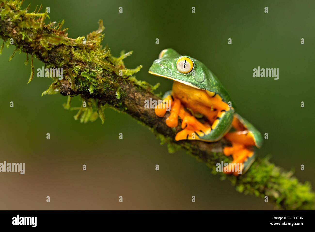 Cruziohyla calcarifer, the splendid leaf frog or splendid treefrog, is ...