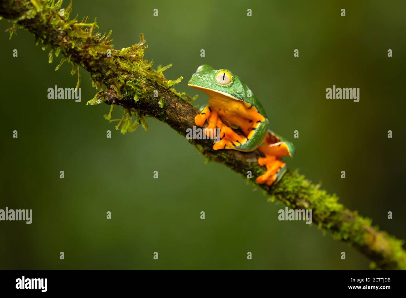 Cruziohyla calcarifer, the splendid leaf frog or splendid treefrog, is ...