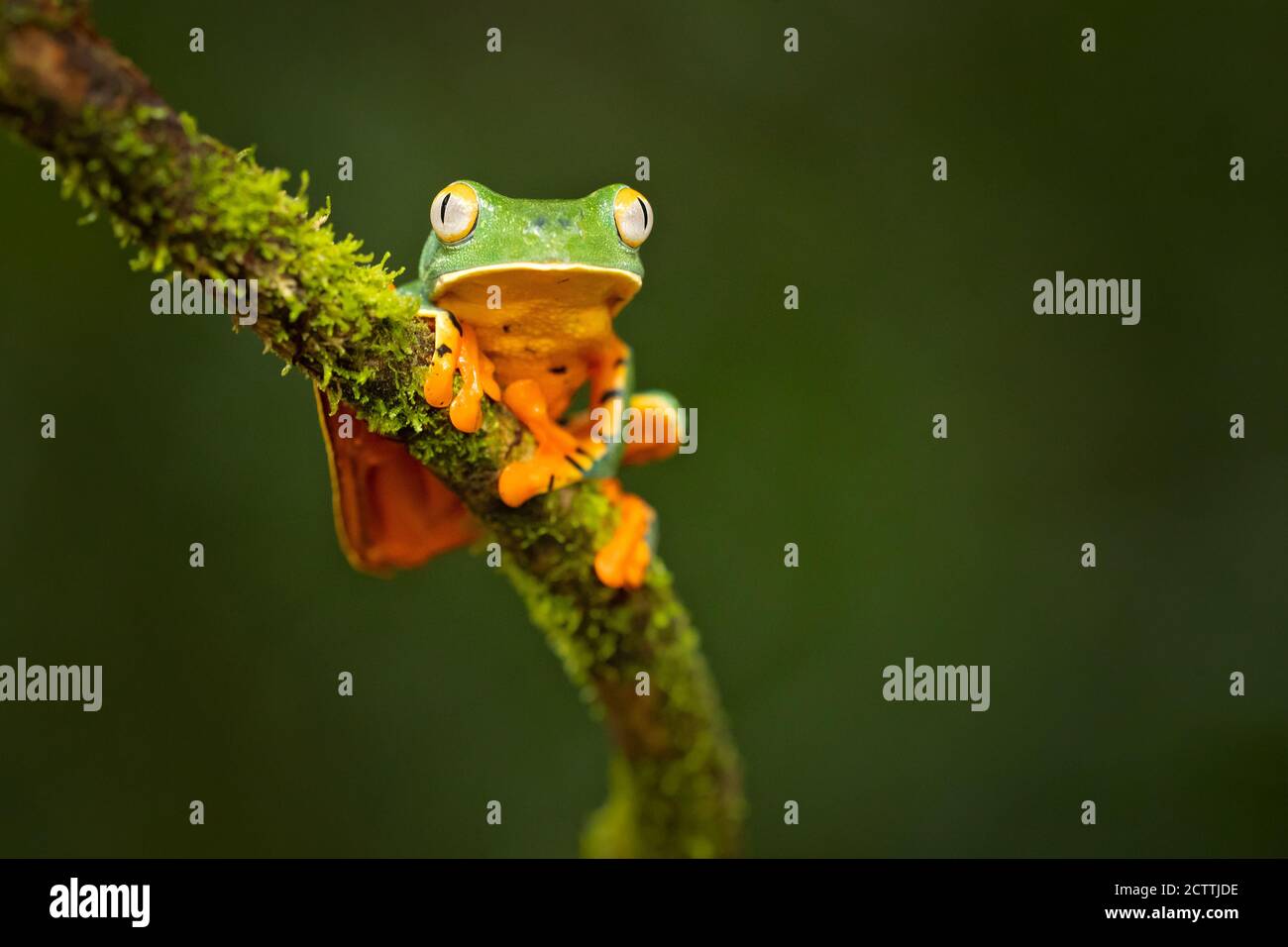 Cruziohyla calcarifer, the splendid leaf frog or splendid treefrog, is ...