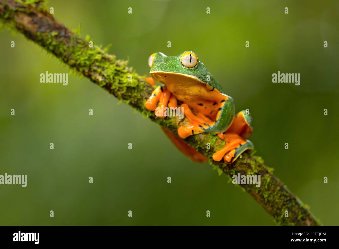 Cruziohyla calcarifer, the splendid leaf frog or splendid treefrog, is ...