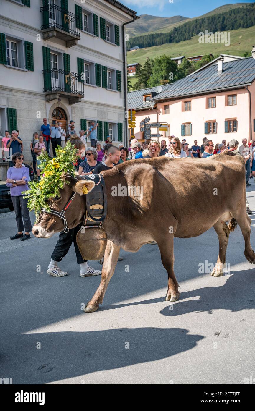 traditionell geschmückte Kuh an Alpabzug in Sent, Engadin Stock Photo ...