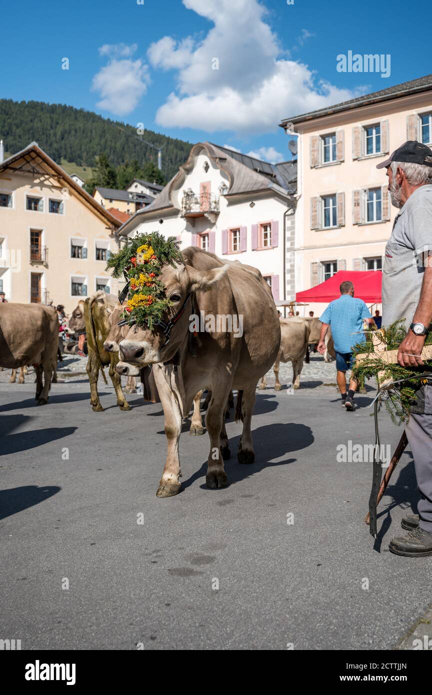 Engadin flowers hi-res stock photography and images - Alamy