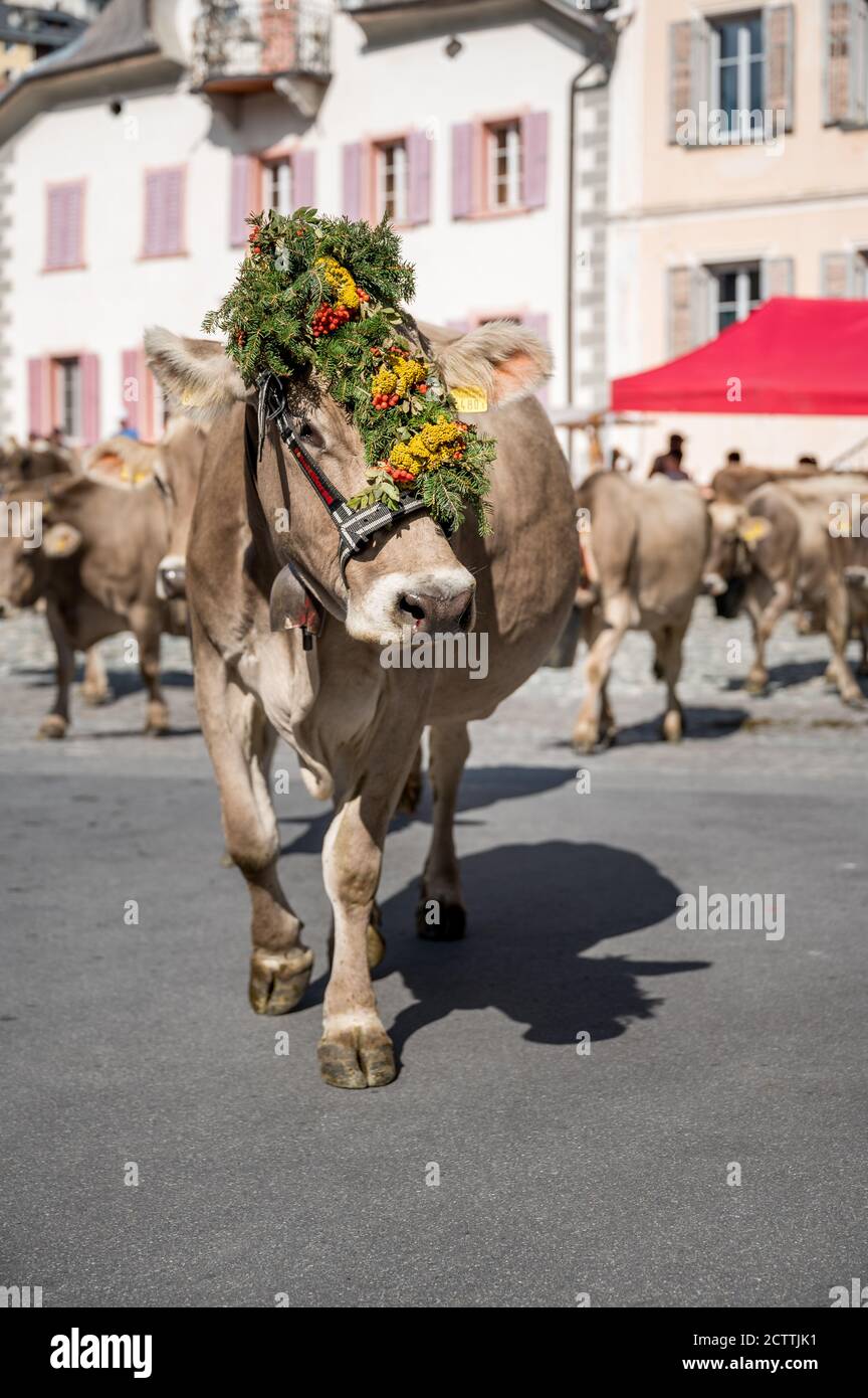 traditionell geschmückte Kuh an Alpabzug in Sent, Engadin Stock Photo ...