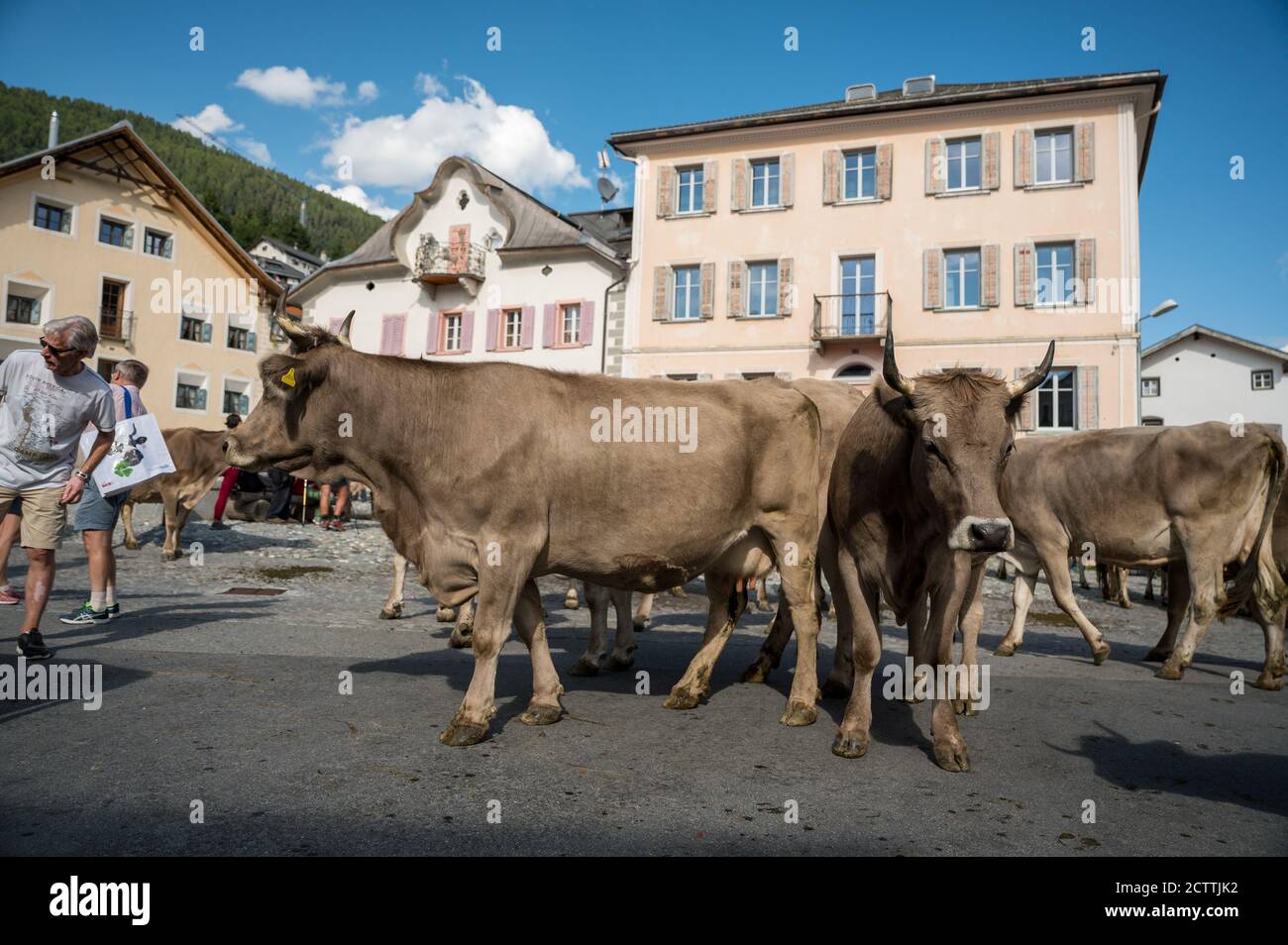 Alpabzug in Sent, Engadin Stock Photo - Alamy