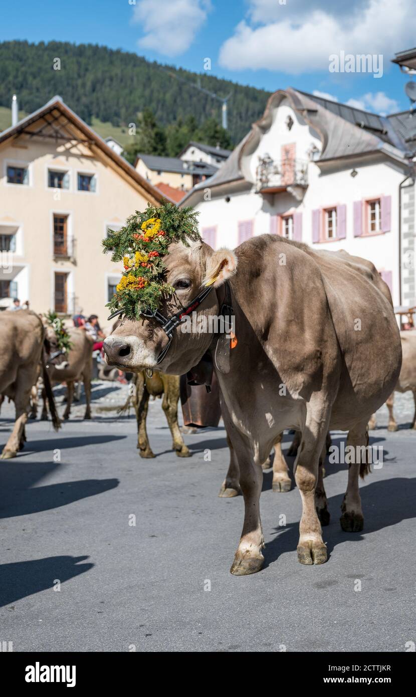 Engadin flowers hi-res stock photography and images - Alamy