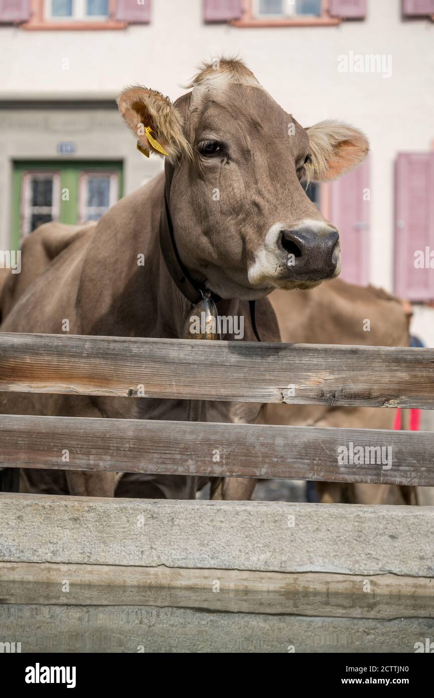 Alpabzug in Sent, Engadin Stock Photo - Alamy