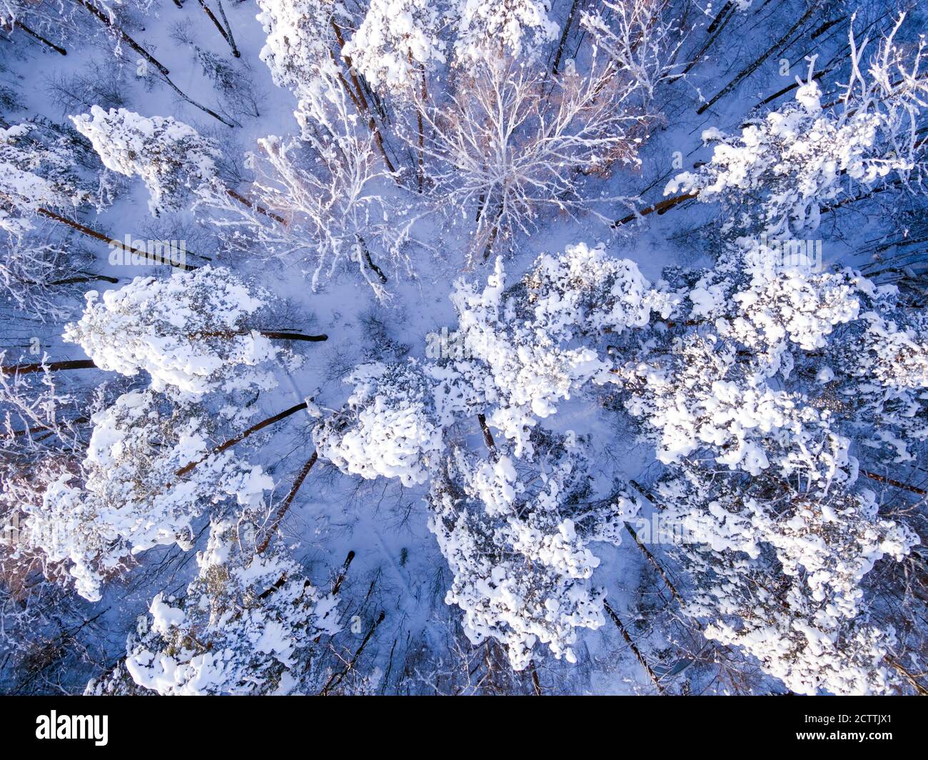 Drone aerial view on winter forest after snowfall. Birds eye snow ...