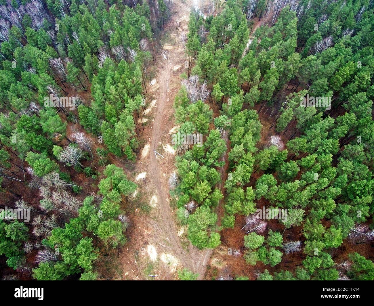 bird's-eye forest trees view from above. Country road with a junction ...