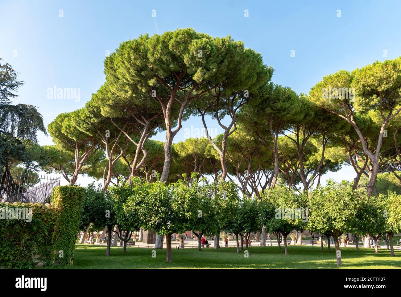 Italian stone pine in the park in Rome, Italy Stock Photo - Alamy
