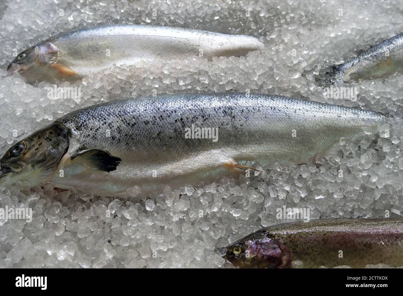 Fresh raw salmon on ice on the counter of fish market. Top view Stock ...