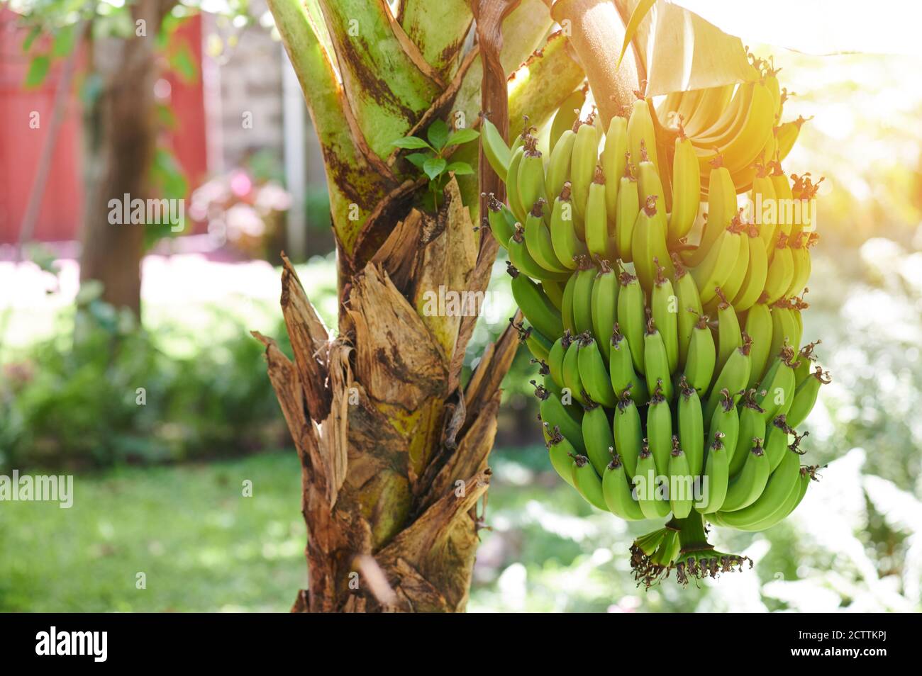 Banana tree plantation with green fruit close up view Stock Photo - Alamy
