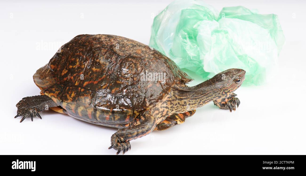 Recycling plastic problem theme. Turtle with green plastic bag isolated ...