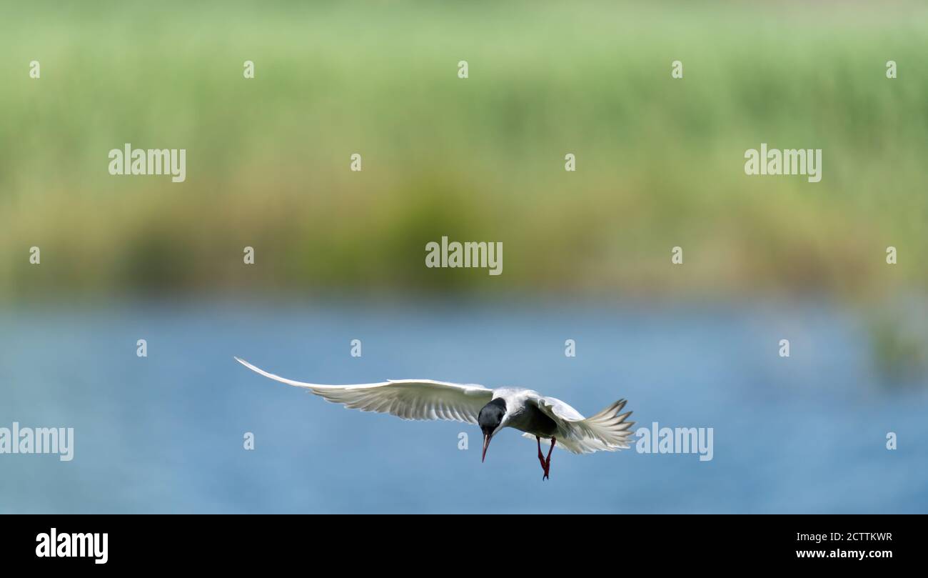 Common tern in flight with extended wings Stock Photo - Alamy