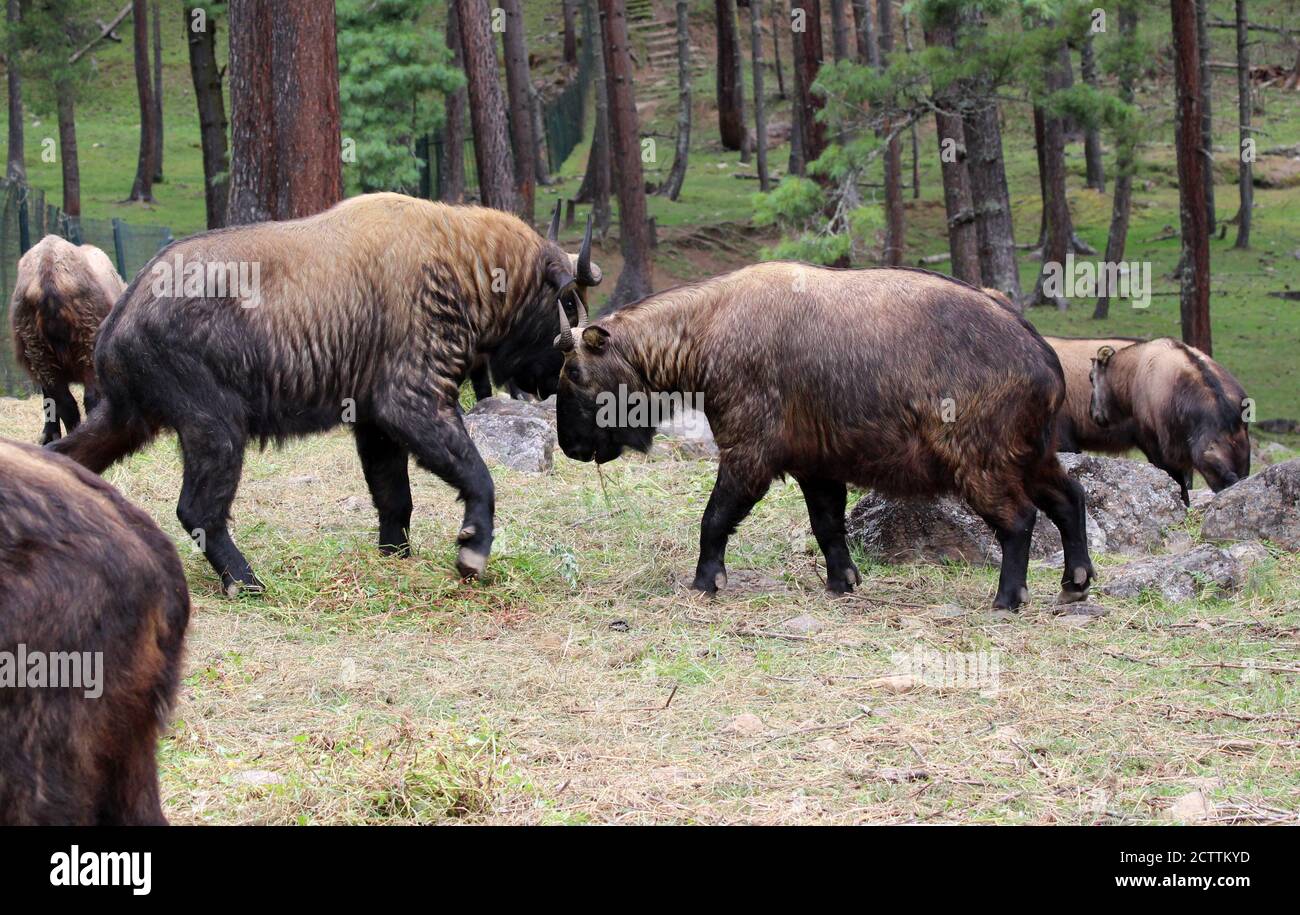 Tibetan Goat High Resolution Stock Photography and Images - Alamy