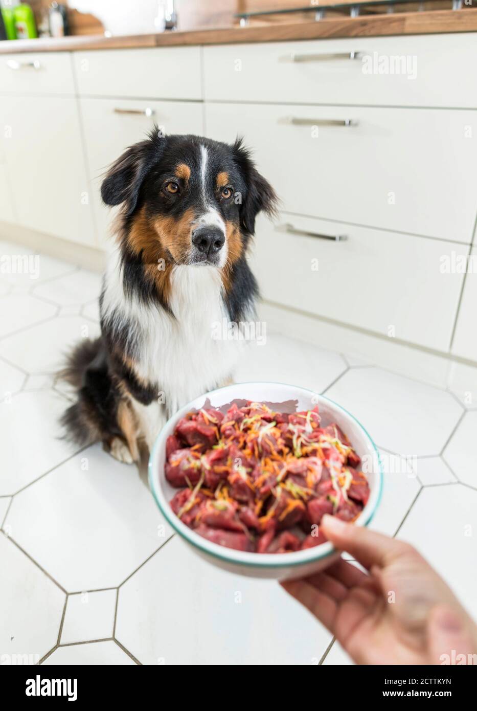 Australian Shepherd gets feed, BARF Stock Photo - Alamy