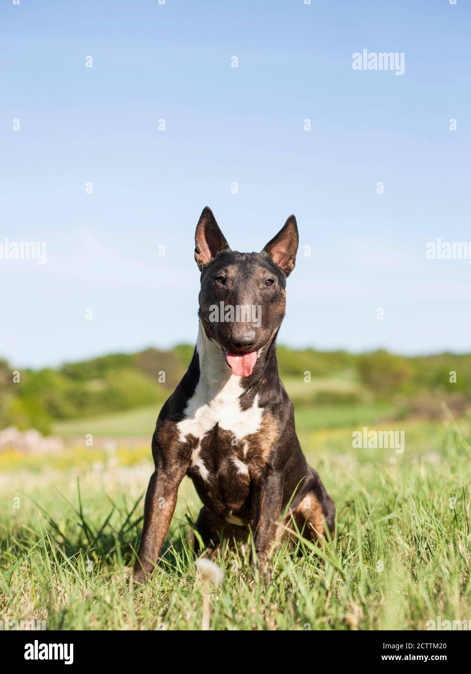 Sitting bull hi-res stock photography and images - Alamy