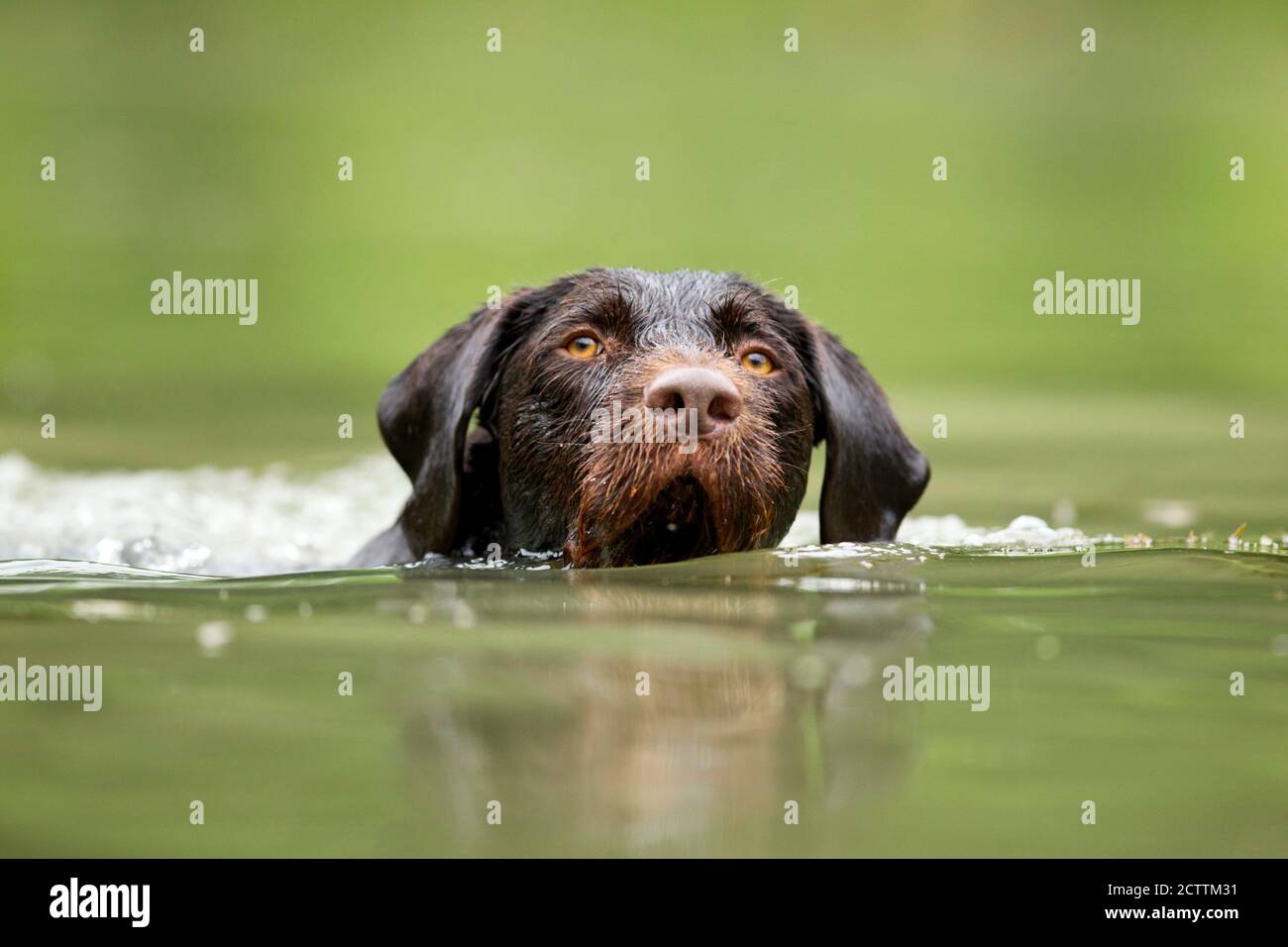German Wirehaired Pointer. Adult dog swimming Stock Photo - Alamy