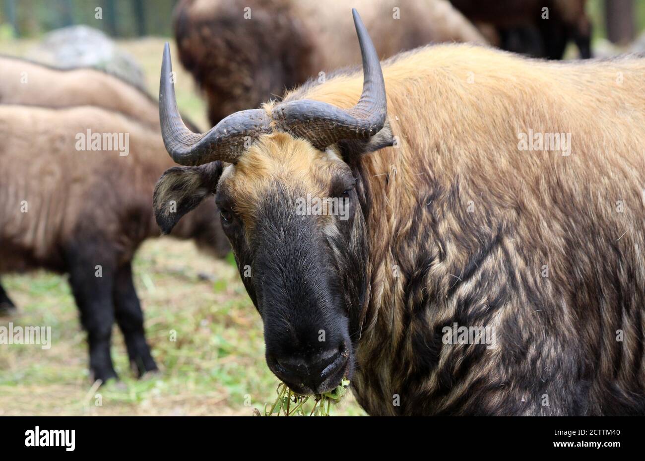 Tibetan Goat High Resolution Stock Photography and Images - Alamy