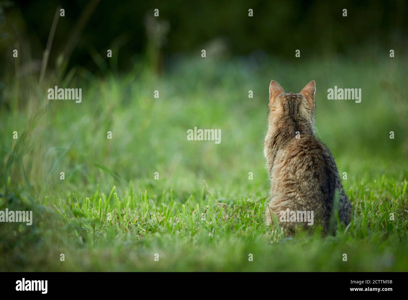 Cat rear view sitting hi-res stock photography and images - Alamy