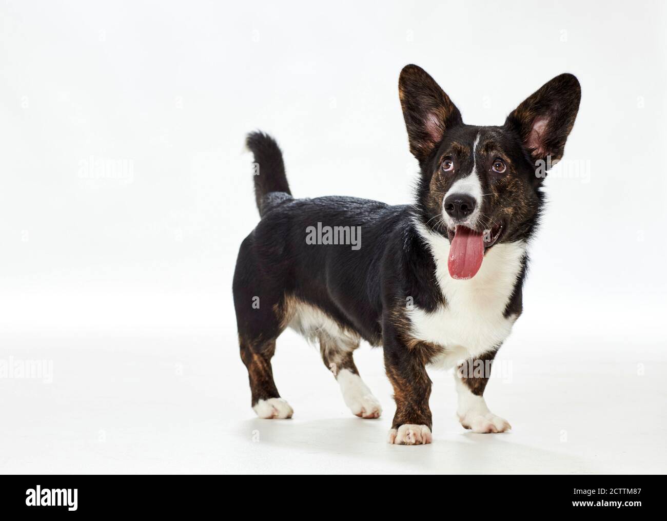 Welsh Corgi Cardigan. Juvenile male dog standing Stock Photo - Alamy