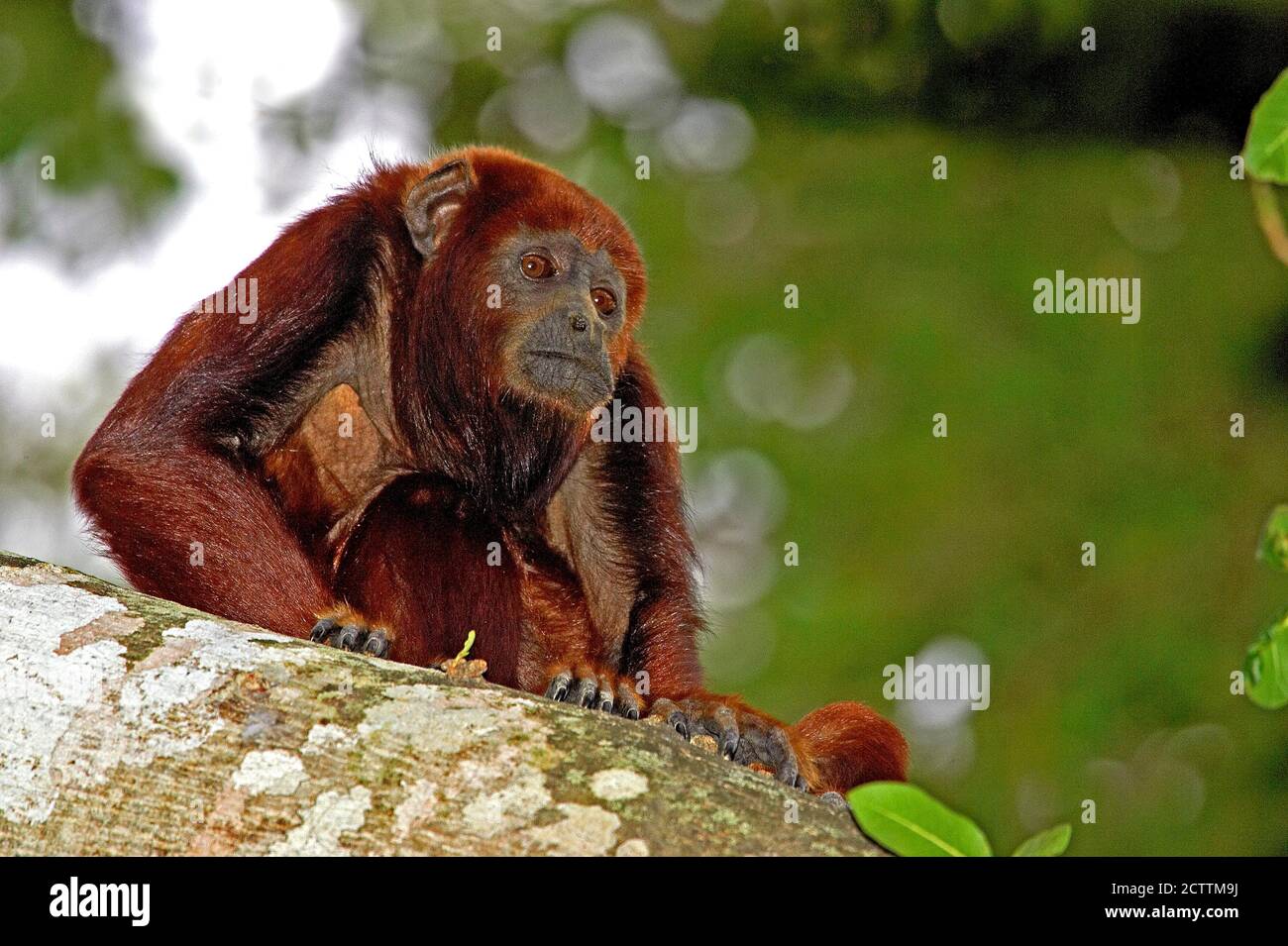 Red Howler Monkey, alouatta seniculus, Adult standing in Tree, Los ...