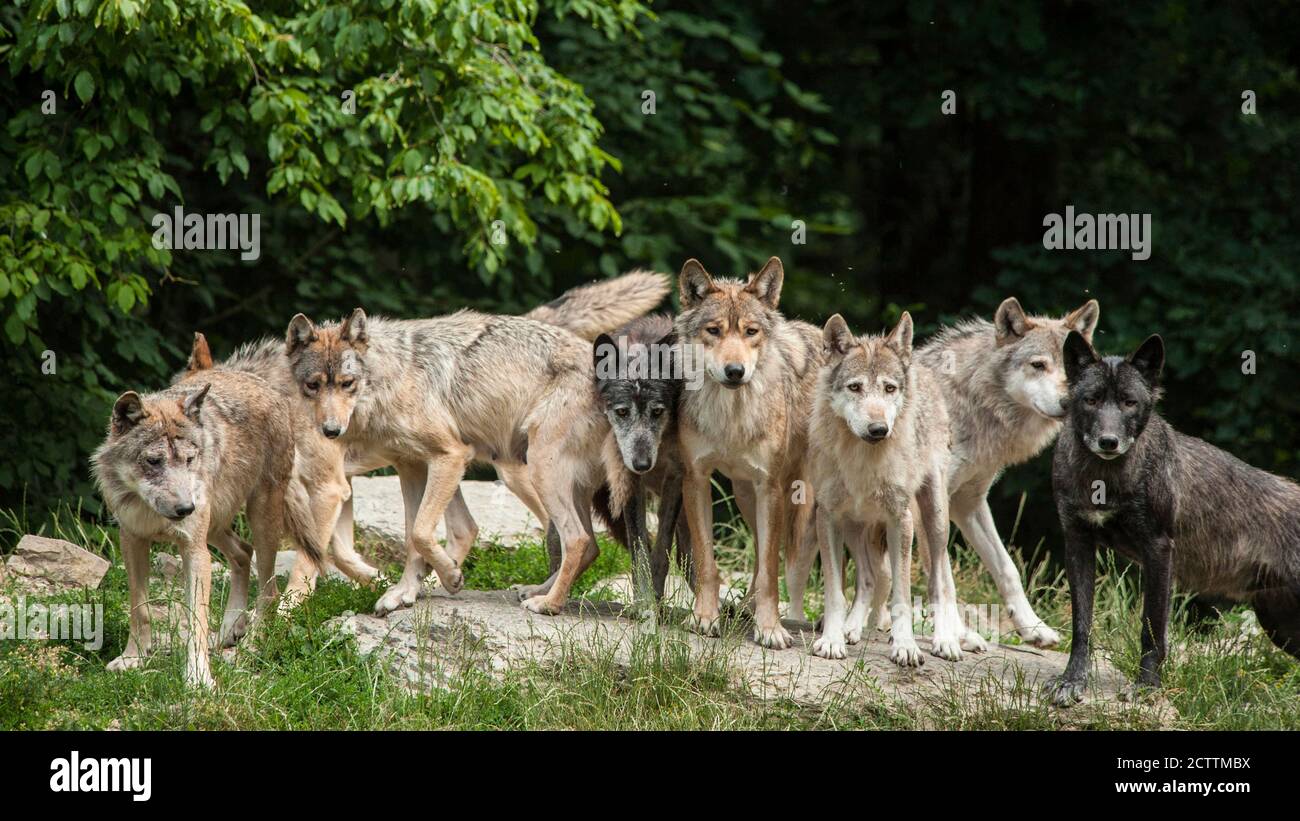 European Wolf (Canis lupus lupus). Pack at Bavarian Forest National ...