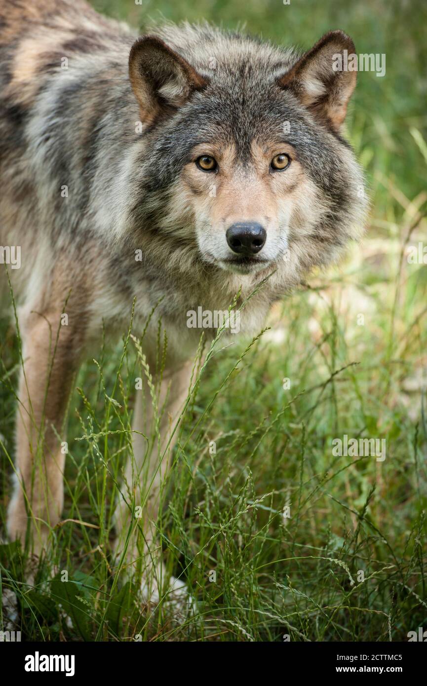 European Wolf (Canis lupus lupus). Adult standing in grass. Bavarian ...