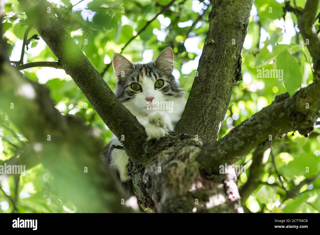 Norwegian Forest Cat. Adult cat kitten in the fork of a tree Stock ...
