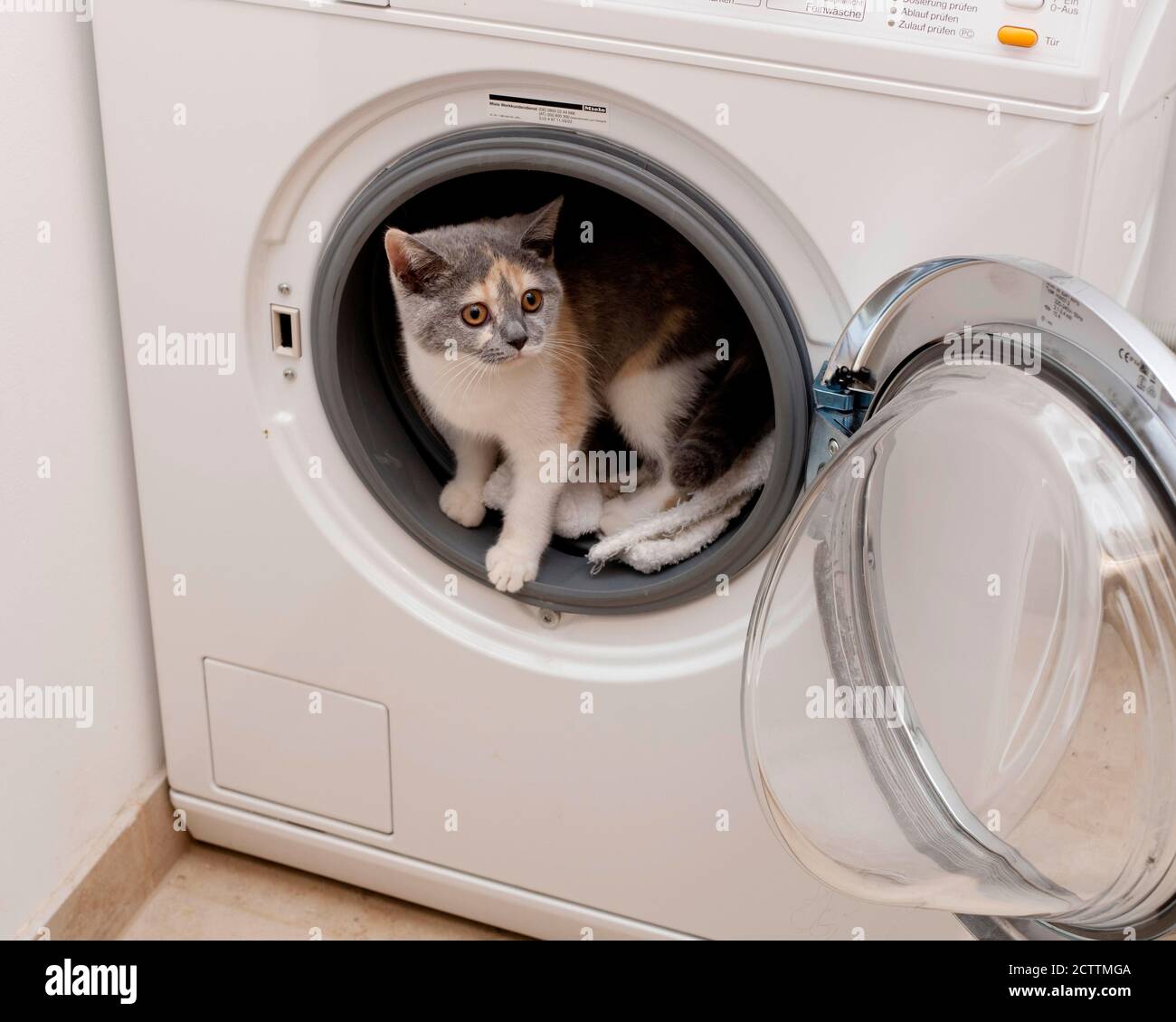 Domestic cat, British Shorthair. A kitten investigates the washing ...