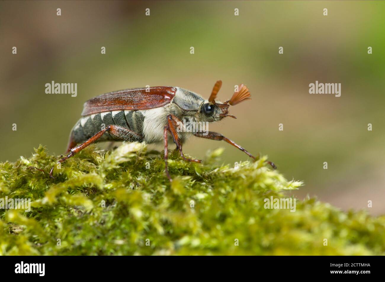 Common Cockchafer, Maybug (Melolontha melolontha). Adult walking on ...